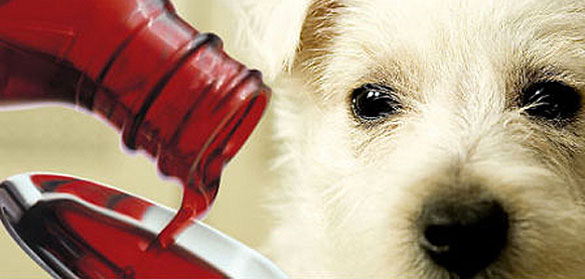 Pet Compounds - Murray Avenue Apothecary